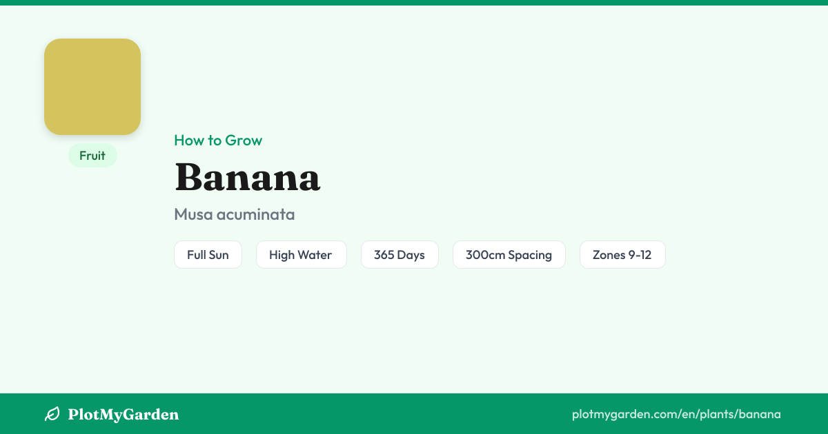 Banana — Growing Guide, Companion Plants & Care Tips | PlotMyGarden