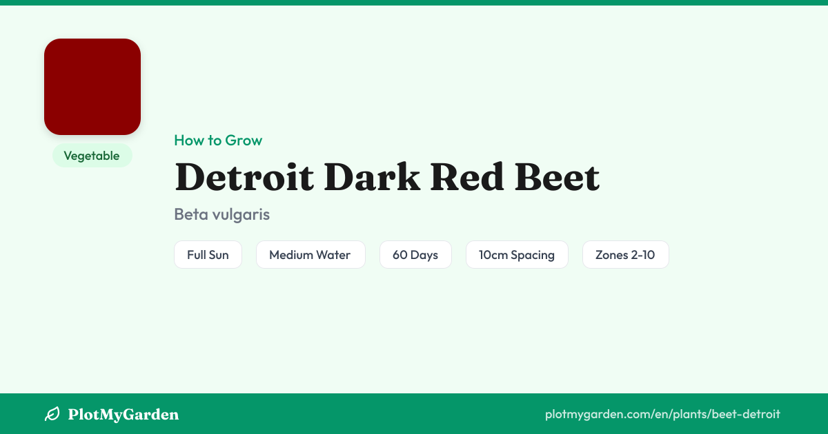 Detroit Dark Red Beet — Growing Guide, Companion Plants & Care Tips ...