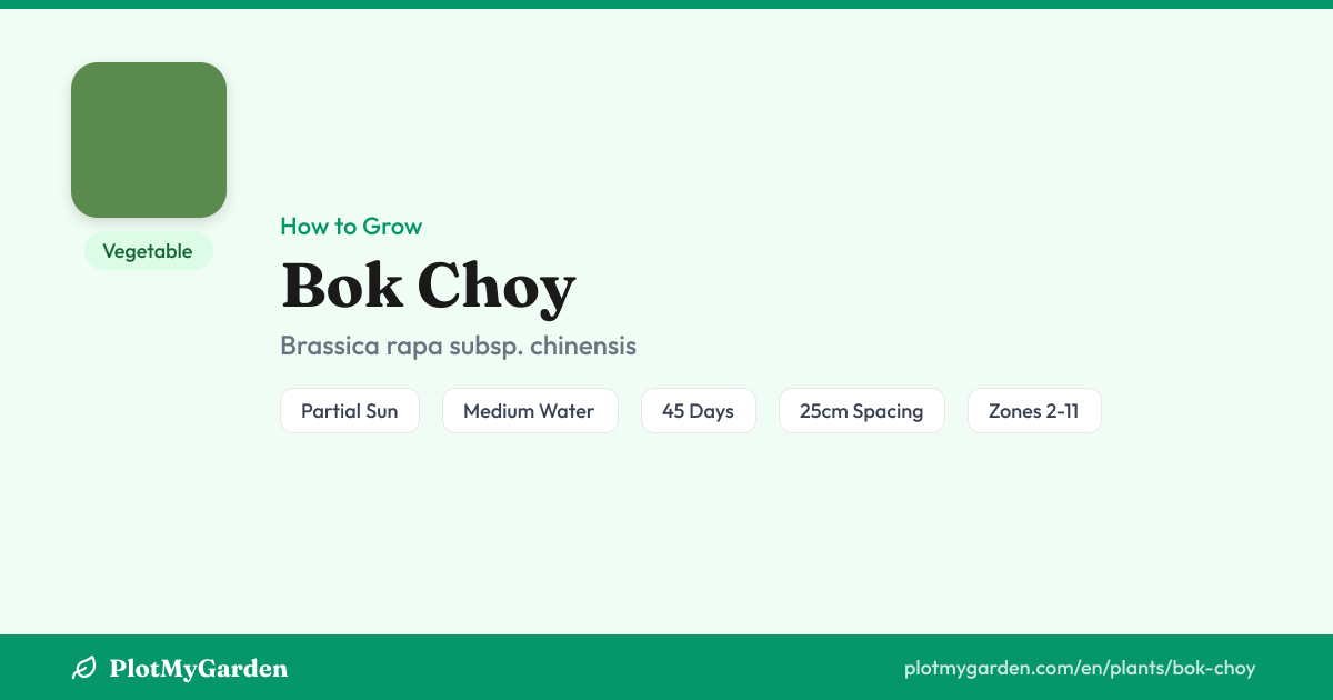 Bok Choy — Growing Guide, Companion Plants & Care Tips | PlotMyGarden