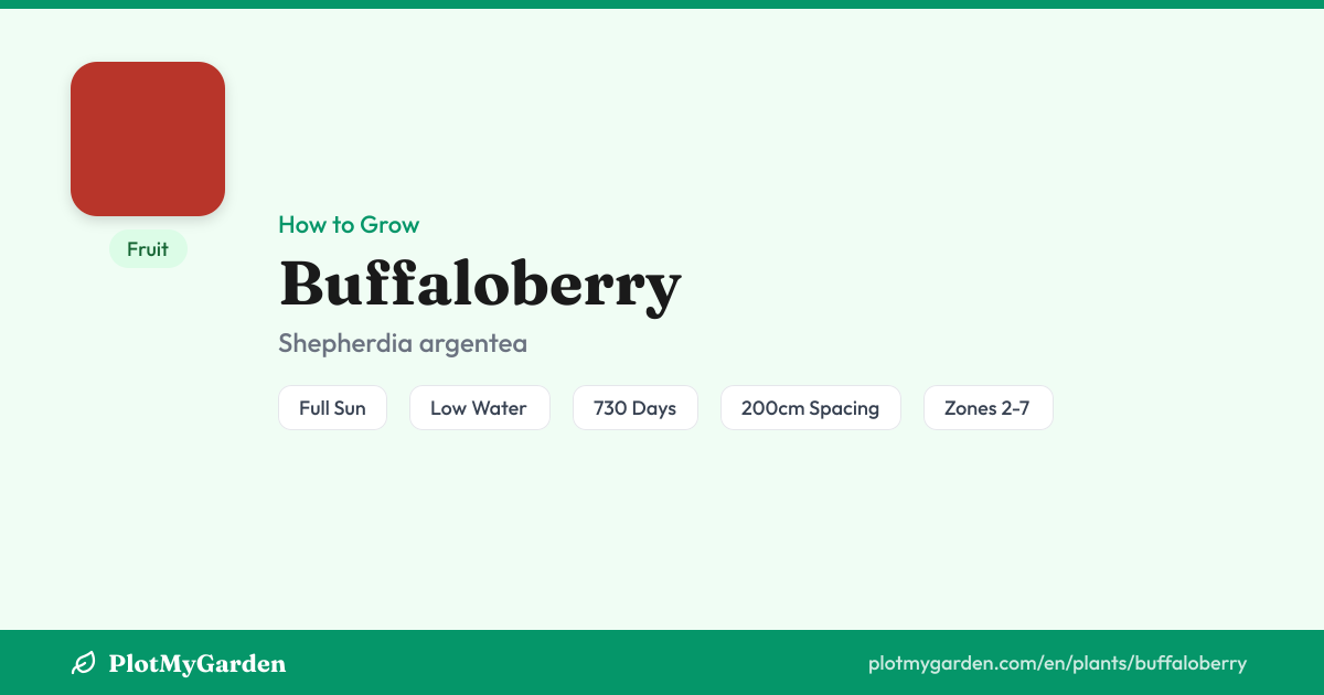 Buffaloberry — Growing Guide, Companion Plants & Care Tips | PlotMyGarden