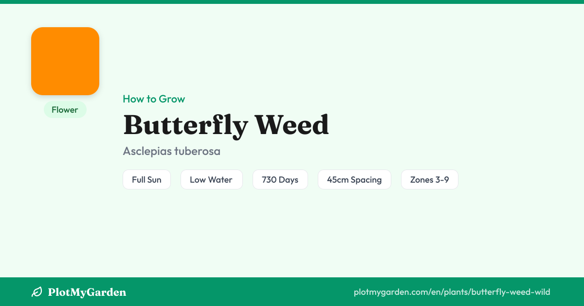 Butterfly Weed — Growing Guide, Companion Plants & Care Tips | PlotMyGarden
