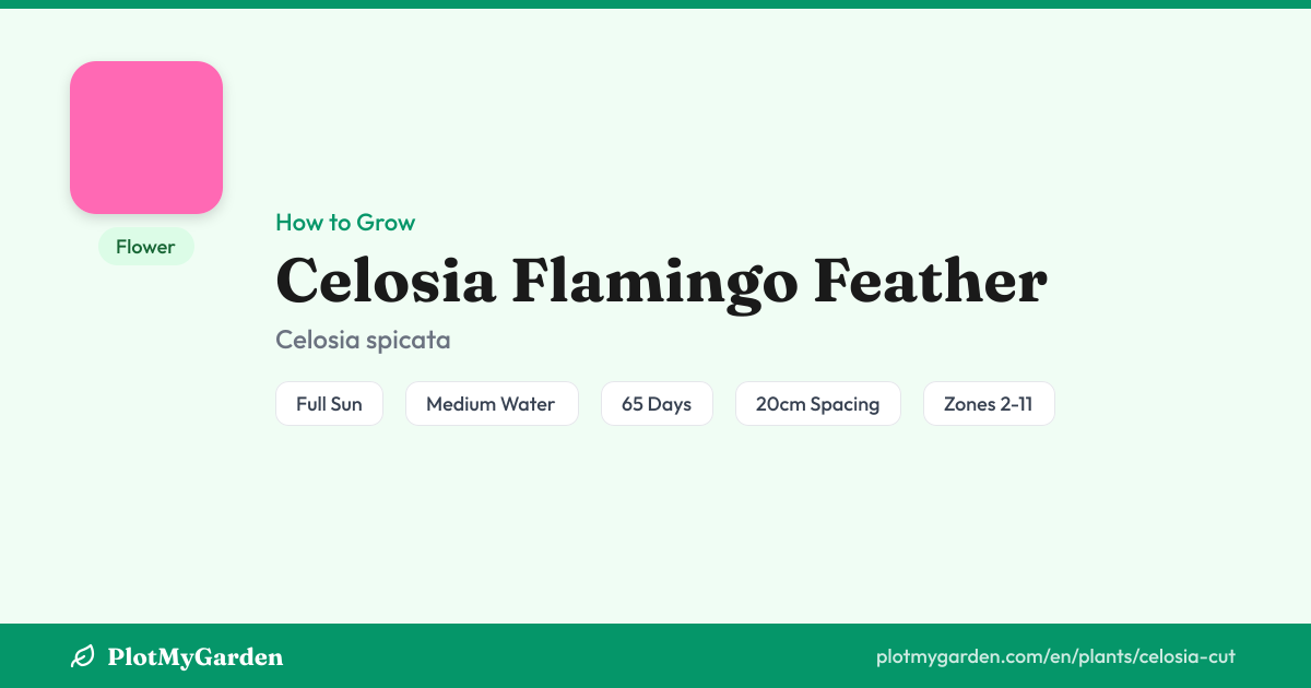 Celosia Flamingo Feather — Growing Guide, Companion Plants & Care Tips ...