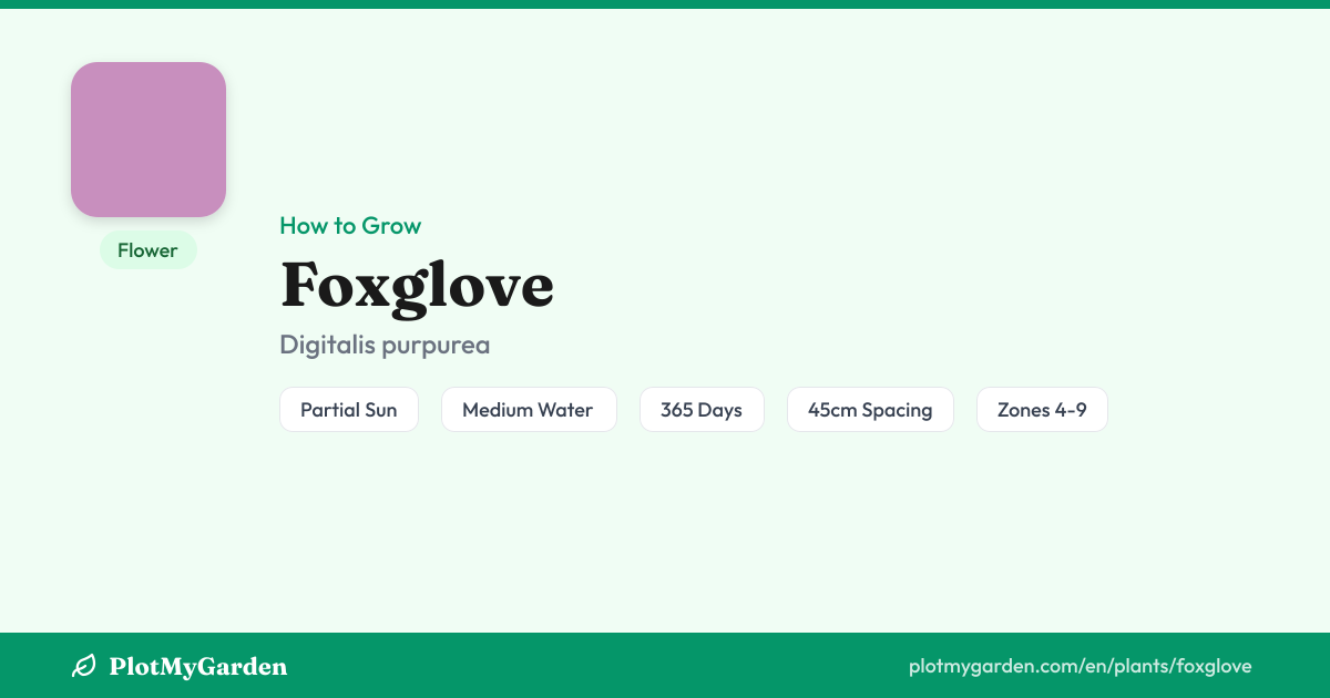 Foxglove — Growing Guide, Companion Plants & Care Tips | PlotMyGarden