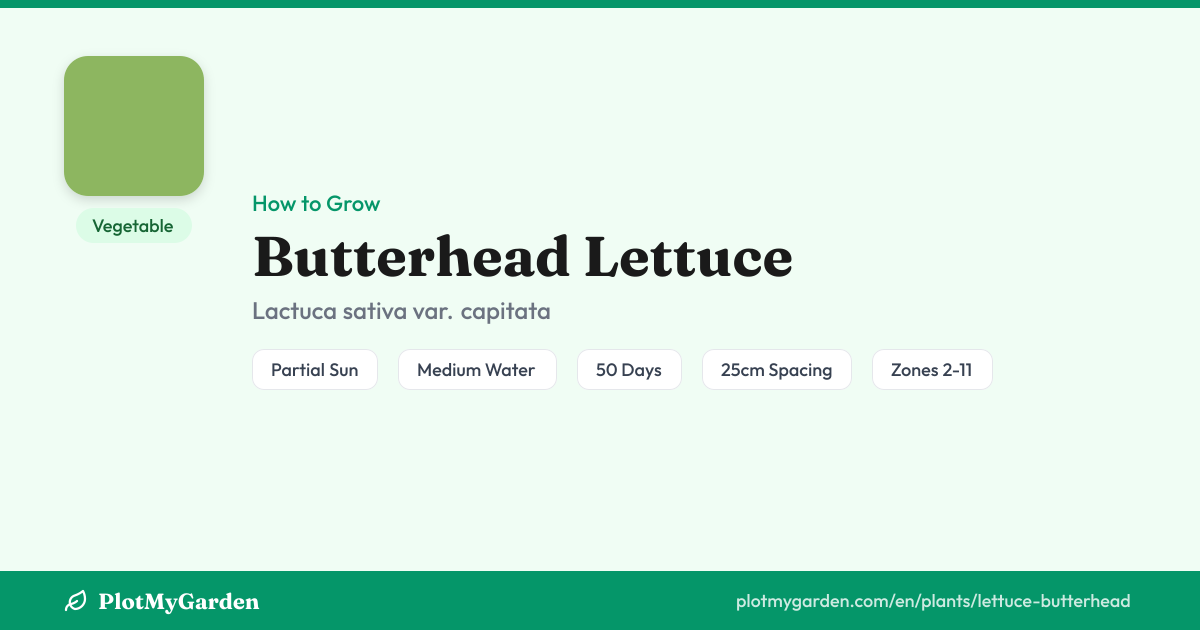 Butterhead Lettuce — Growing Guide, Companion Plants & Care Tips ...