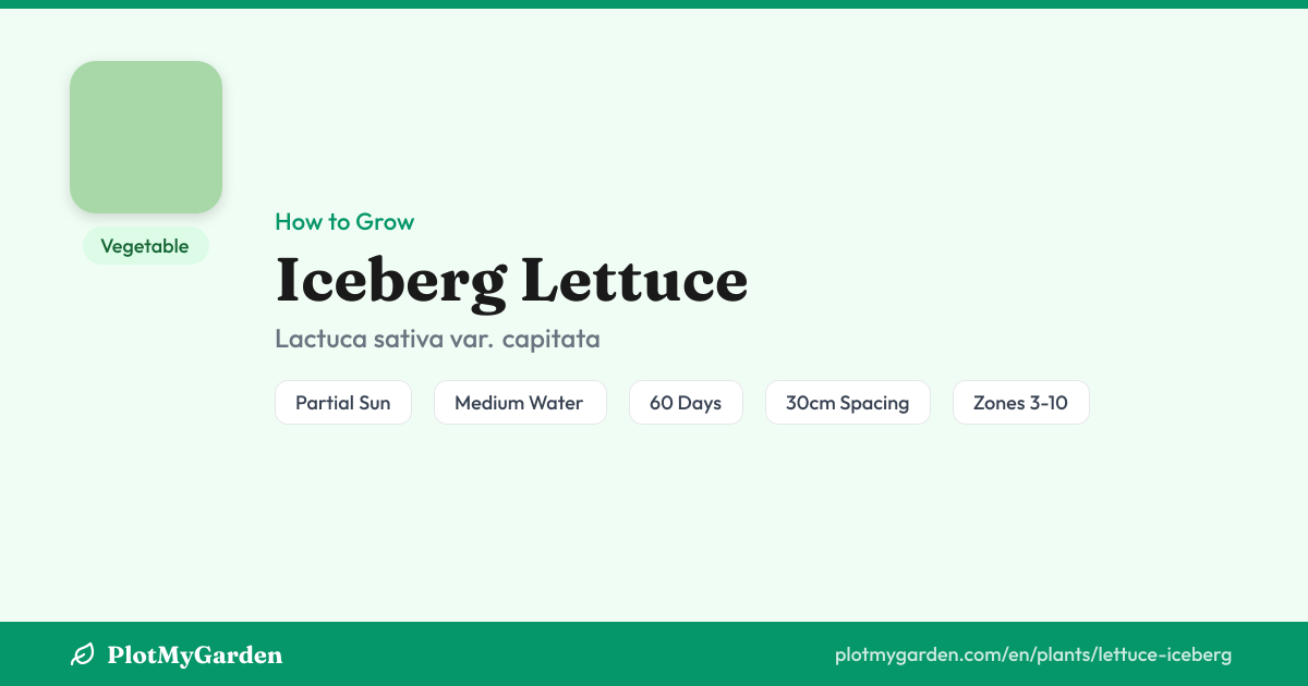 Iceberg Lettuce — Growing Guide, Companion Plants & Care Tips ...