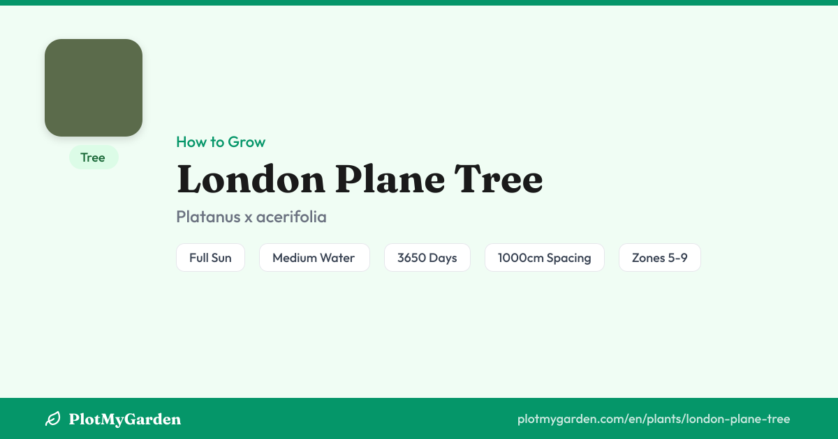 London Plane Tree — Growing Guide, Companion Plants & Care Tips ...