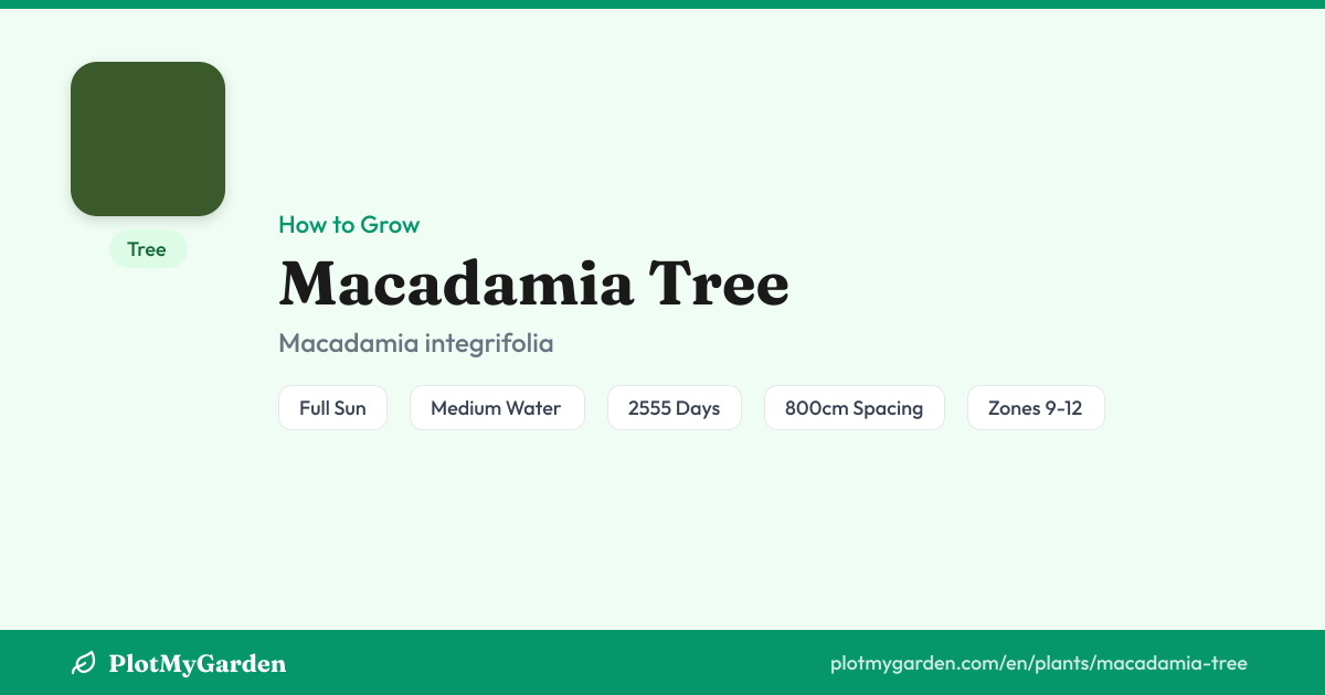 Macadamia Tree — Growing Guide, Companion Plants & Care Tips | PlotMyGarden