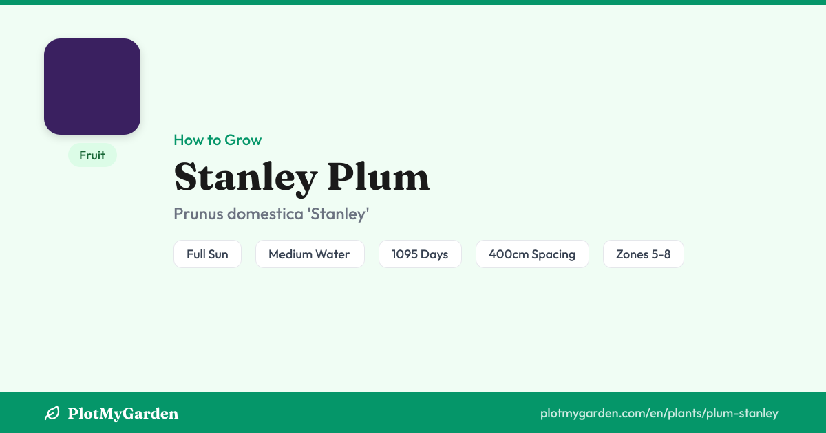 Stanley Plum — Growing Guide, Companion Plants & Care Tips | PlotMyGarden