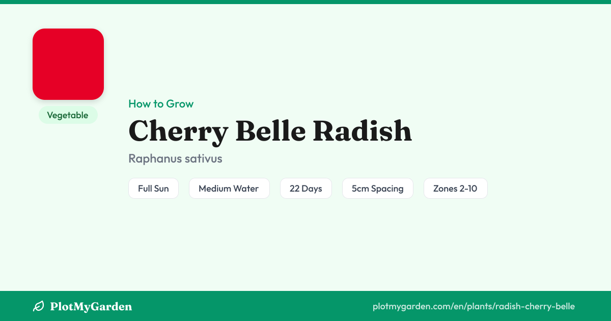 Cherry Belle Radish — Growing Guide, Companion Plants & Care Tips ...