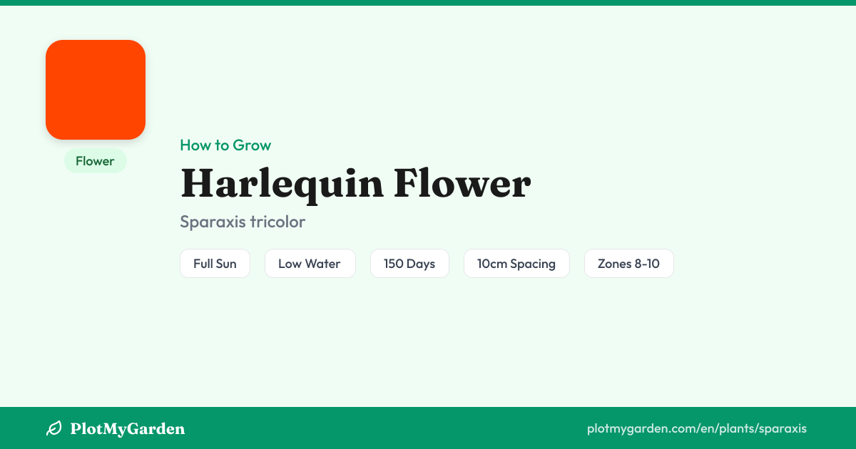 Harlequin Flower — Growing Guide, Companion Plants & Care Tips ...