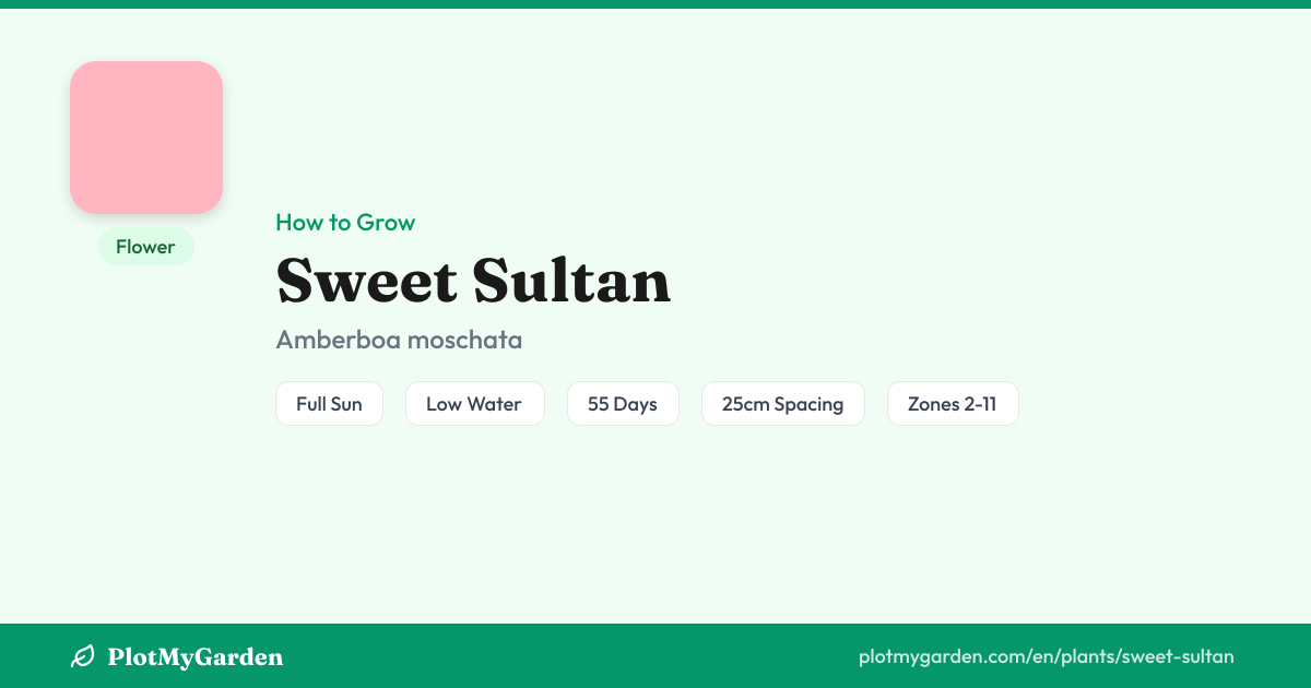 Sweet Sultan: Planting, Care & Companion Flowers