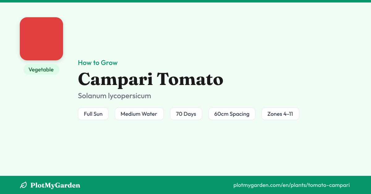 Campari Tomato — Growing Guide, Companion Plants & Care Tips | PlotMyGarden