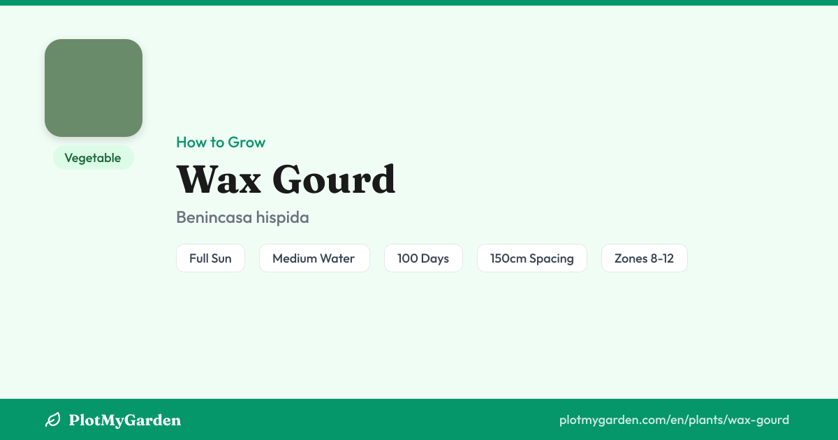 Wax Gourd — Growing Guide, Companion Plants & Care Tips | PlotMyGarden